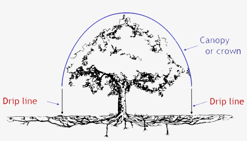 Download Illustration Of Tree Dripline - Tree | Transparent PNG ...