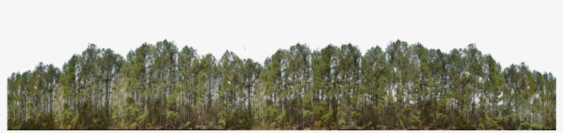 Tree Line Png - Shortleaf Black Spruce PNG Image | Transparent PNG Free ...