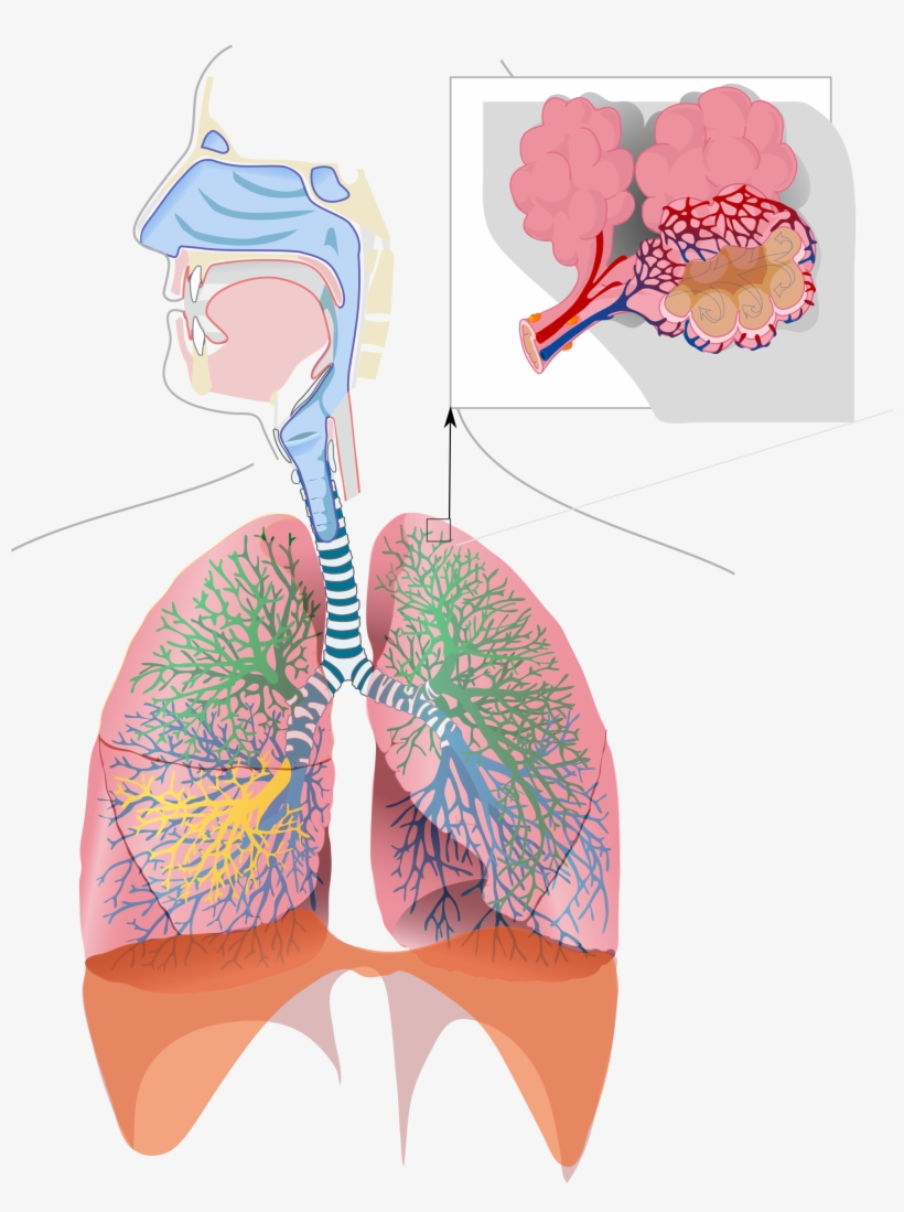 Open - Respiratory System Of Seal PNG Image | Transparent PNG Free ...