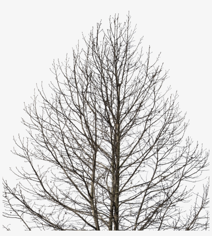Deciduous Tree - Tree Cutout Winter PNG Image | Transparent PNG Free ...