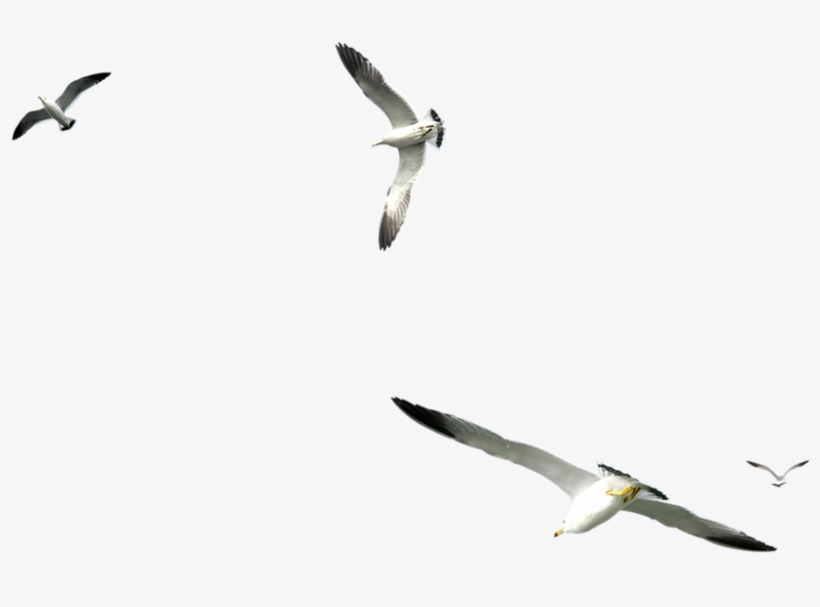 Aves Png - Flock PNG Image | Transparent PNG Free Download on SeekPNG
