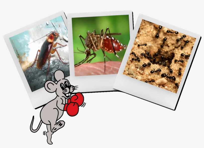 Pest Photo Contest - Cartoon PNG Image | Transparent PNG Free Download ...