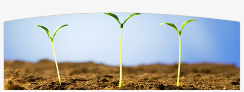 Plant Stem PNG Image | Transparent PNG Free Download on SeekPNG