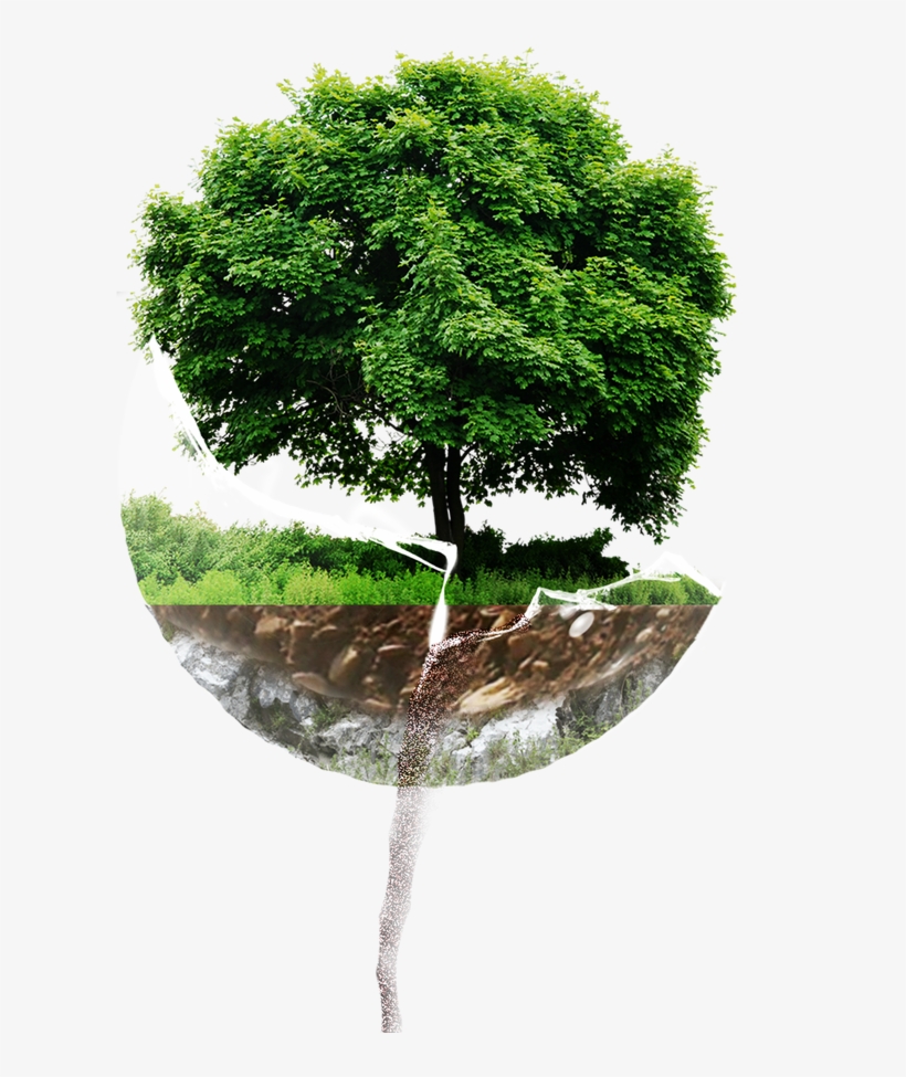 Trees & Grass Png PNG Image | Transparent PNG Free Download on SeekPNG