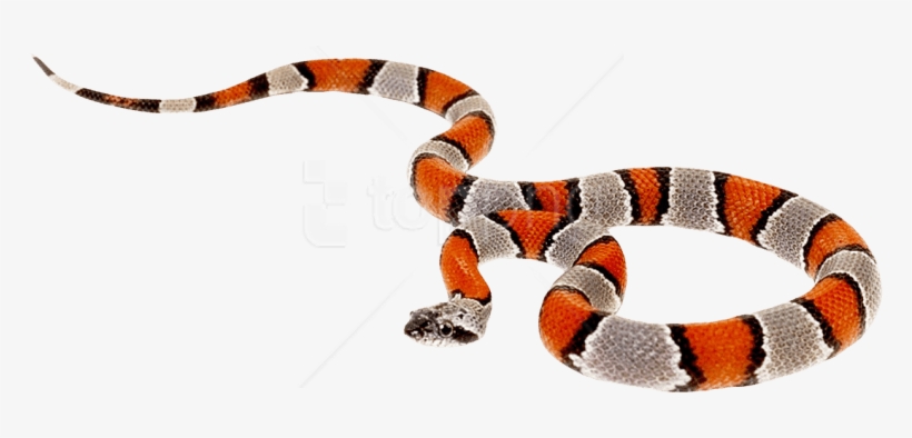 Free Png Download Snake Png Images Background Png Images - False Coral ...