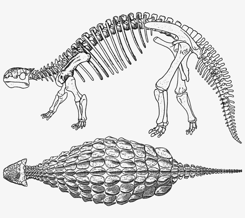 Medium Image - Ankylosaurus Skeleton PNG Image | Transparent PNG Free ...