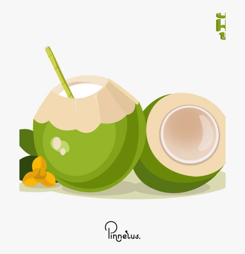 Coconut Vector Png