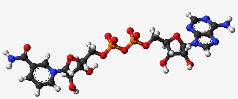 Nicotinamide Adenine Dinucleotide Anion Ball - Adenosine Triphosphate ...