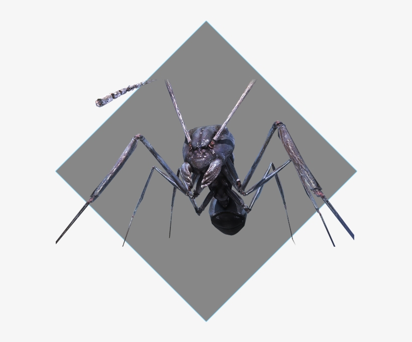 Aggressive Alien Species Α - Ant PNG Image | Transparent PNG Free ...