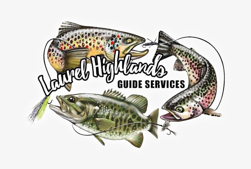 Get To Know Your Guide - Trout PNG Image | Transparent PNG Free ...