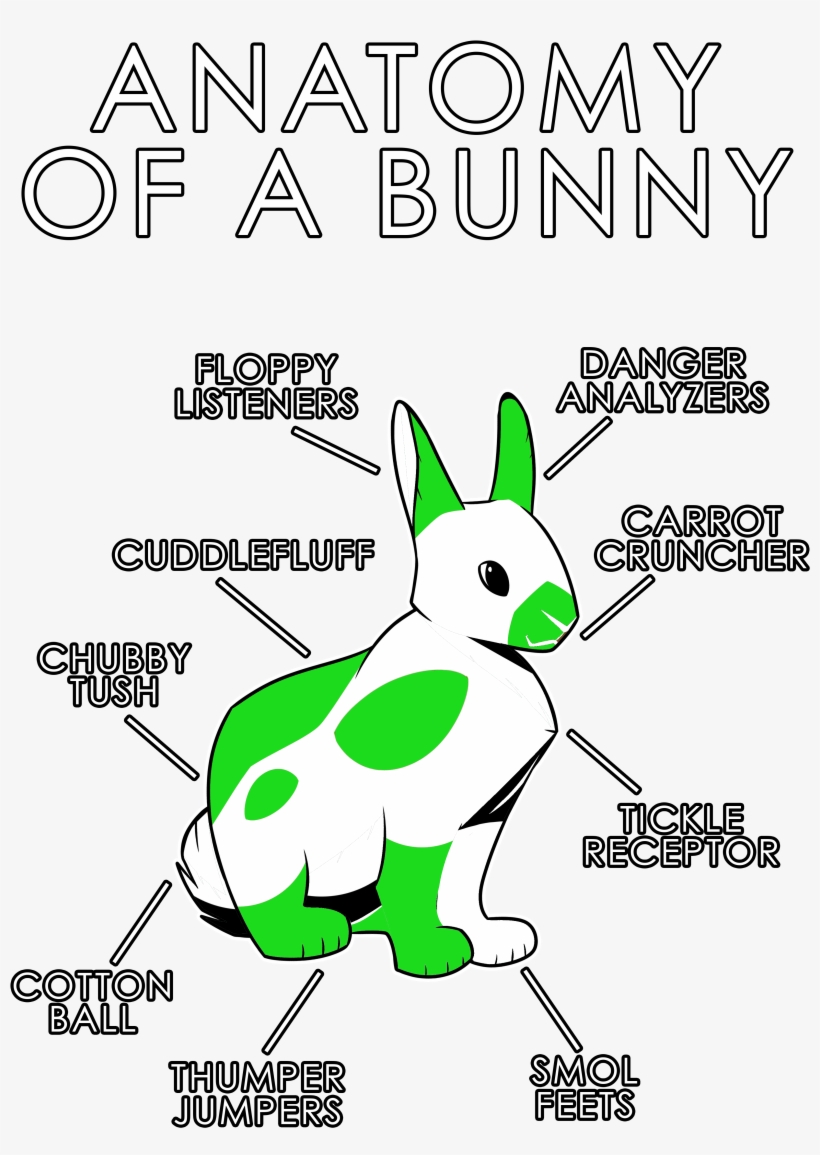 Rabbit Anatomy