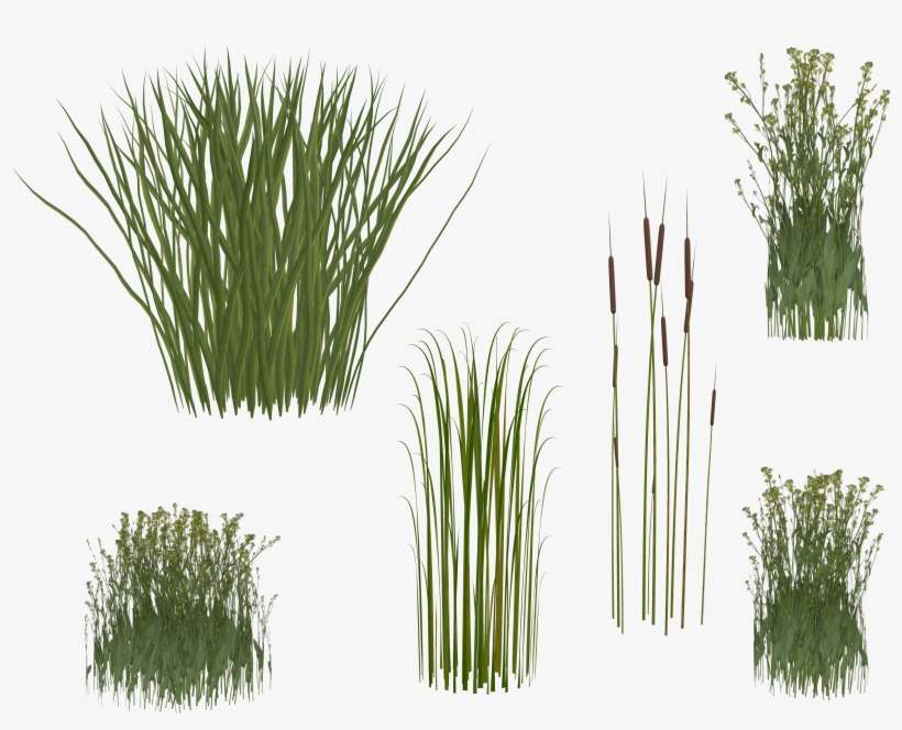 Free Photo Isolated Transparent - Grasses Png PNG Image | Transparent ...