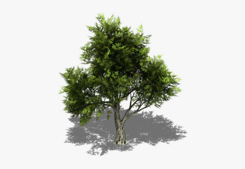Preview - Tree With Shadow Png PNG Image | Transparent PNG Free ...