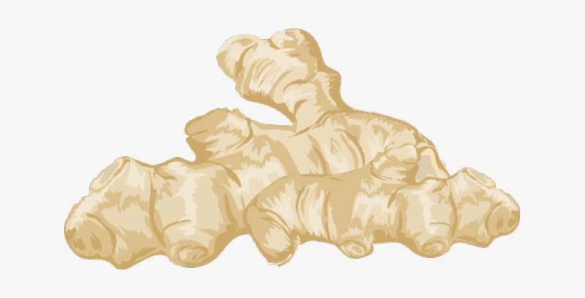 Ginger Vector Sketch - Ginger Clip Art PNG Image | Transparent PNG Free ...