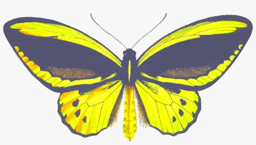 This Free Icons Png Design Of Birdwing Butterfly PNG Image ...