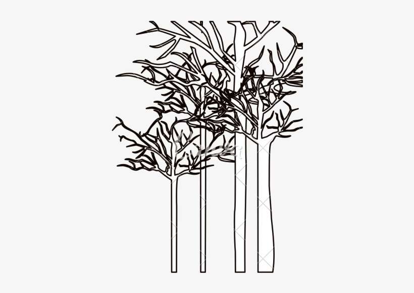 Forest Trees At Getdrawings Com Free For - Forest Of Trees Drawing PNG ...