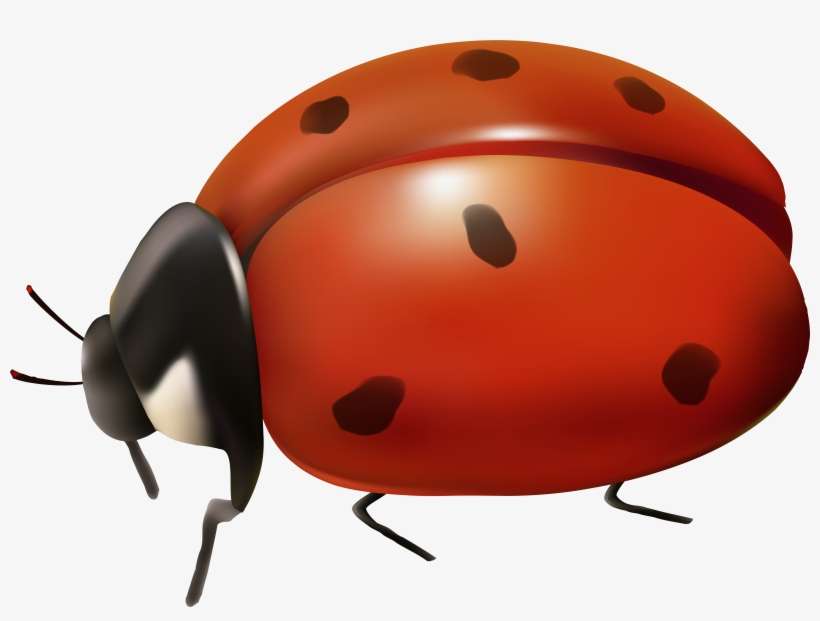 Ladybug Transparent Background PNG Image | Transparent PNG Free ...