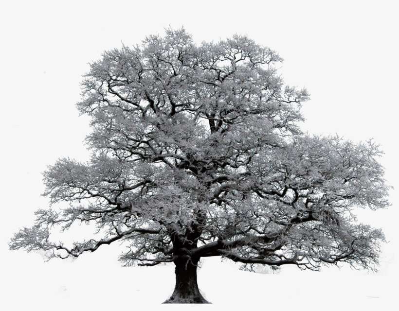 Transparent Winter Tree Png PNG Image | Transparent PNG Free Download ...