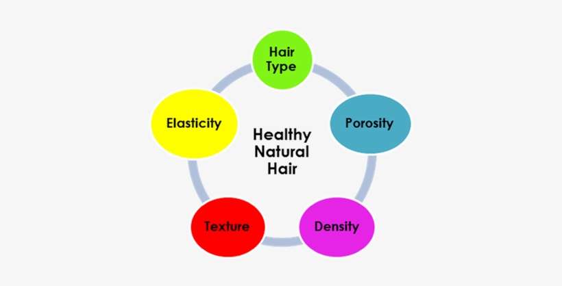 Texture Density Porosity And Elasticity Of Hair PNG Image | Transparent ...
