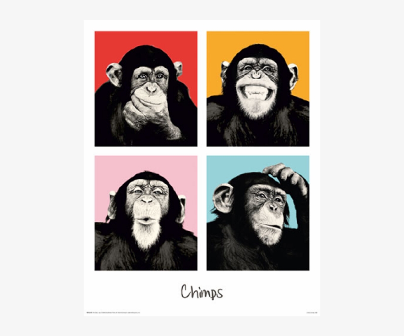 The Chimp Pop PNG Image | Transparent PNG Free Download on SeekPNG