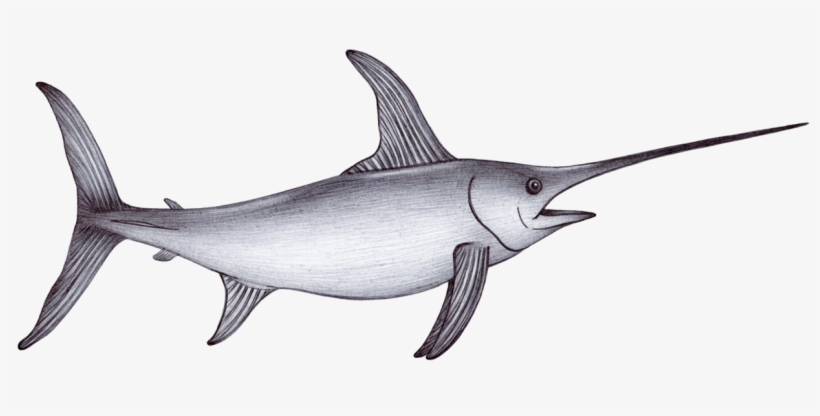 Sea Shark Sketch - Swordfish Sketches PNG Image | Transparent PNG Free ...