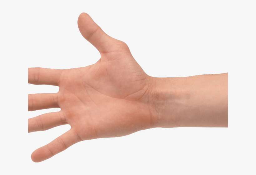 Download Hand Pictures - Transparent Hand Png | Transparent PNG ...