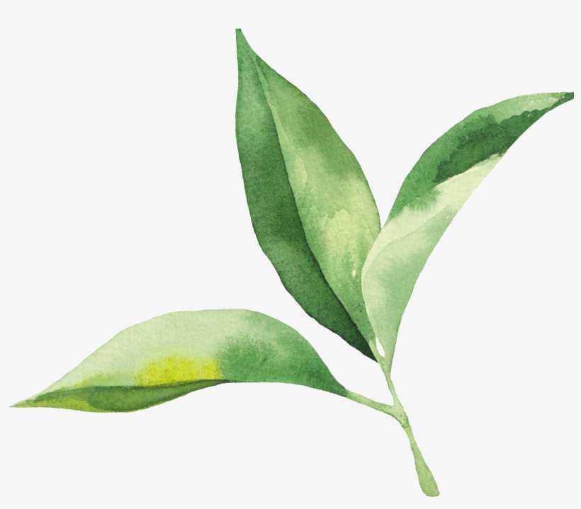 Leaves Drawing Png - Leaf Drawing Watercolor PNG Image | Transparent ...