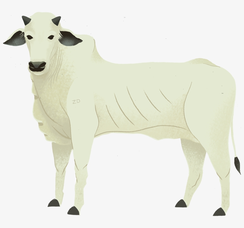 Tallow - Dairy Cow PNG Image | Transparent PNG Free Download on SeekPNG