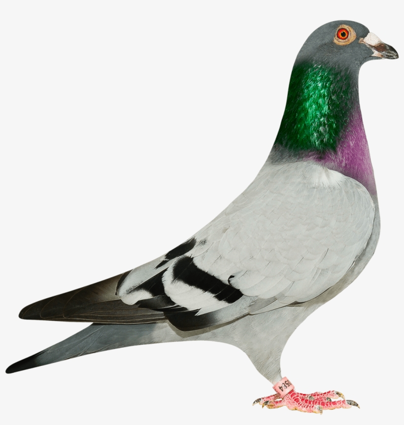 Be13-3000584 Exclusive Daughter Zidane - Pigeons Desbuquois PNG Image ...