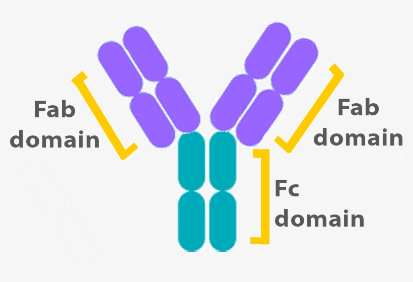Antibody Structure - Fab And Fc PNG Image | Transparent PNG Free ...
