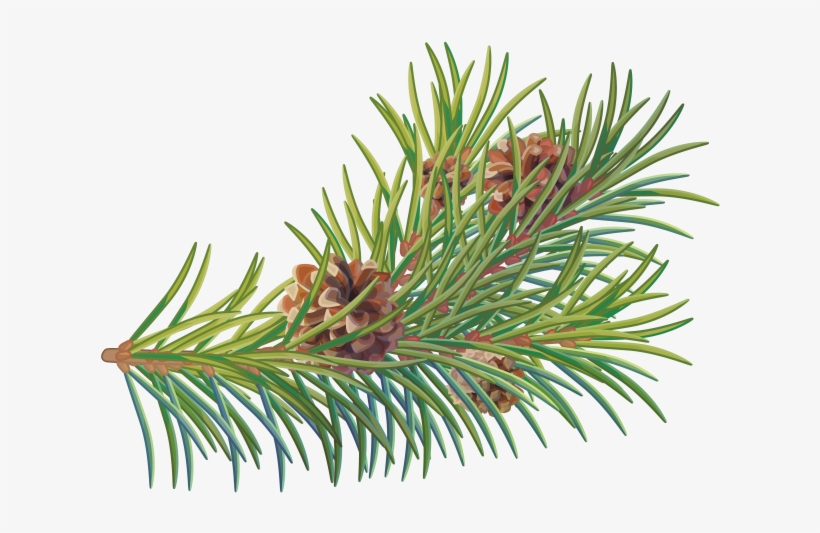 Pine Tree Branch Clip Art