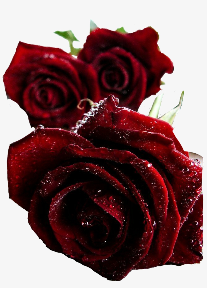 Report Abuse - Beautiful Dark Red Roses PNG Image | Transparent PNG ...