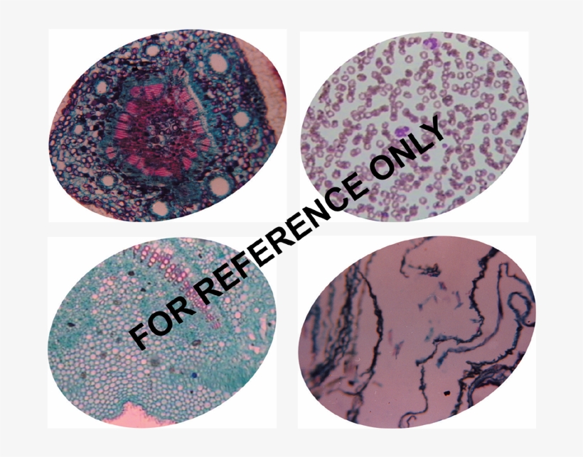 Microscope Prepared Slides - Fsv Germendorf PNG Image | Transparent PNG ...