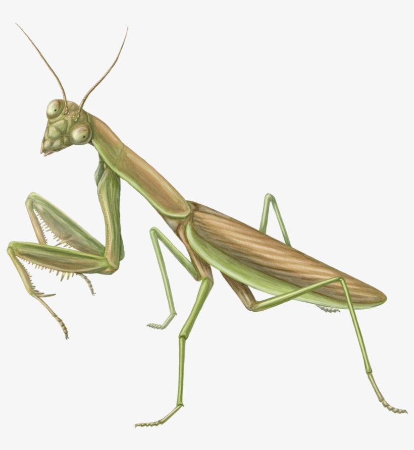 Download Mantis Png, Download Png Image With Transparent Background ...