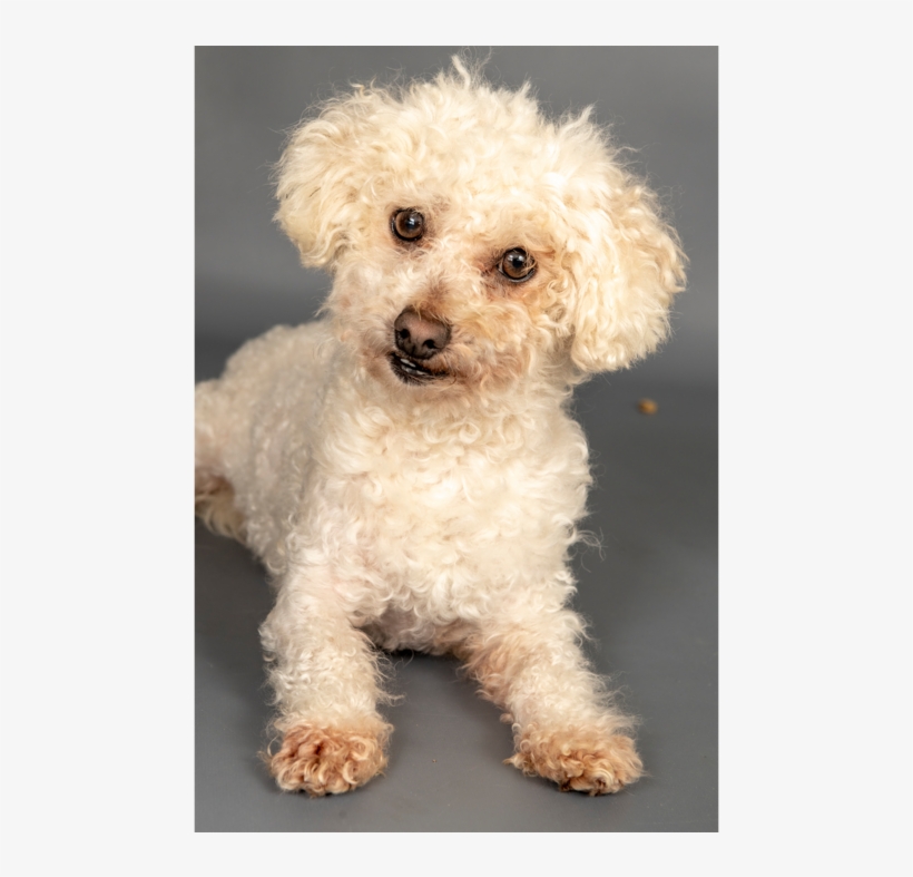 Scramble PNG Image | Transparent PNG Free Download on SeekPNG