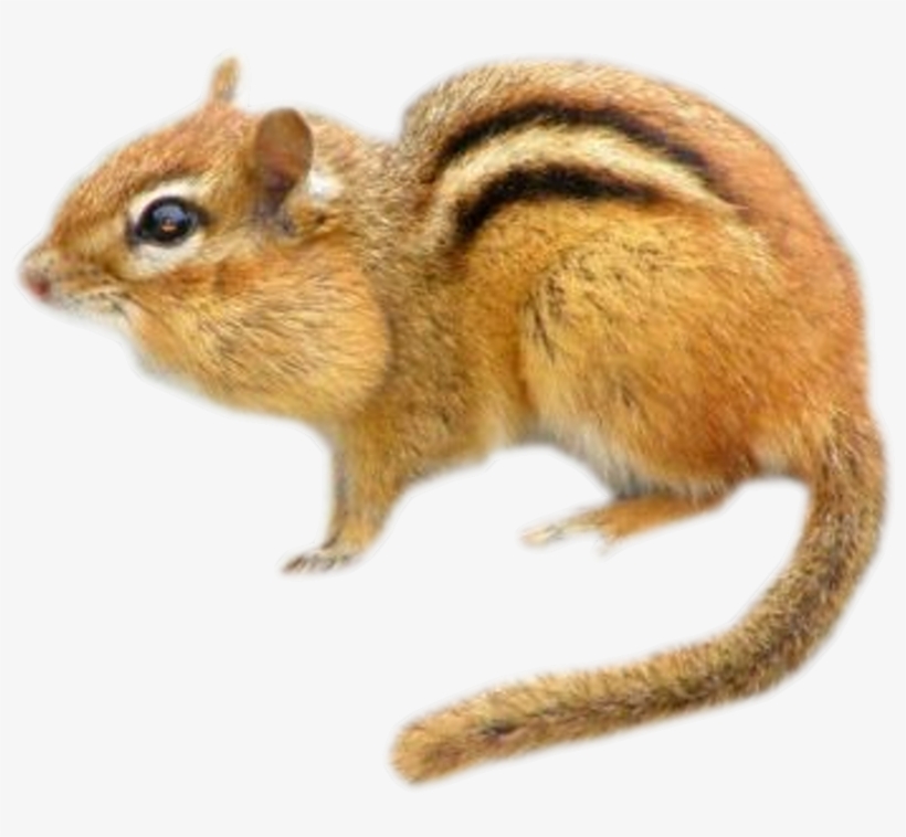 Eastern Chipmunk PNG Image | Transparent PNG Free Download on SeekPNG