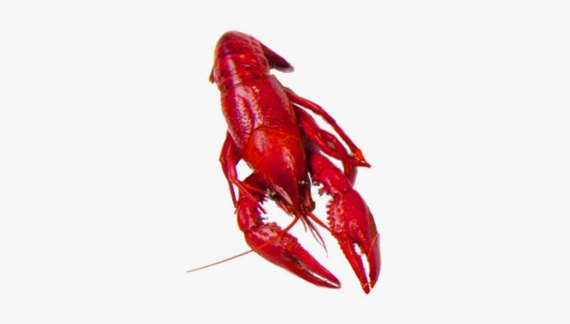 34 - 95/around 2lb - Common Yabby PNG Image | Transparent PNG Free ...