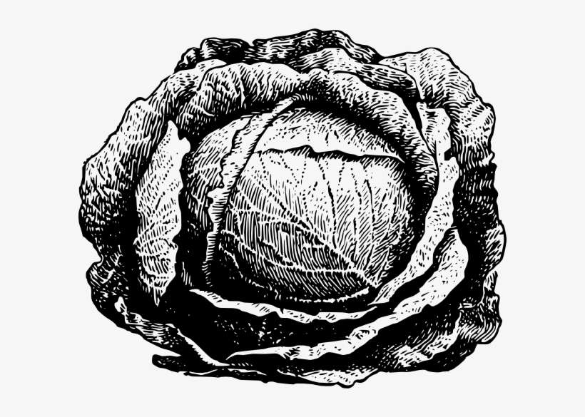 How To Set Use Cabbage Svg Vector PNG Image | Transparent PNG Free ...