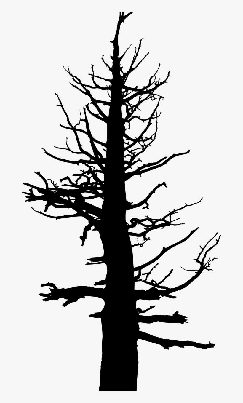 Medium Image - Old Dead Pine Tree PNG Image | Transparent PNG Free ...