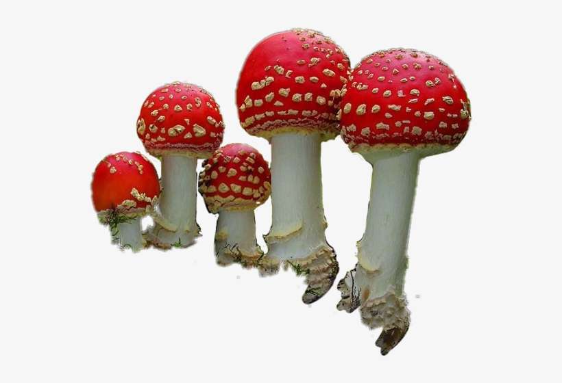 Concepts Of Toxicology (third Edition,2017) PNG Image | Transparent PNG ...