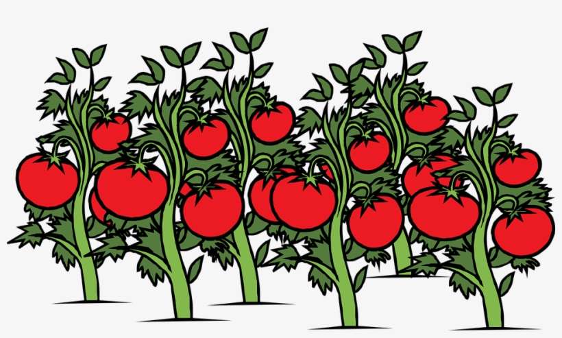 Download Tomatoes Plants Clipart - Tomato Plant Clip Art | Transparent ...