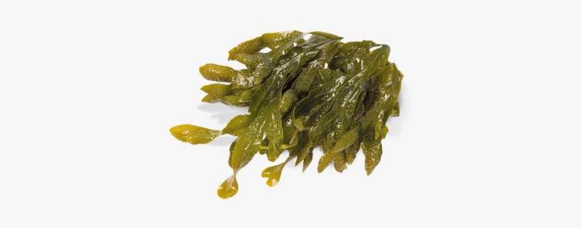 Download Seaweed - Transparent Kelp Png | Transparent PNG Download ...
