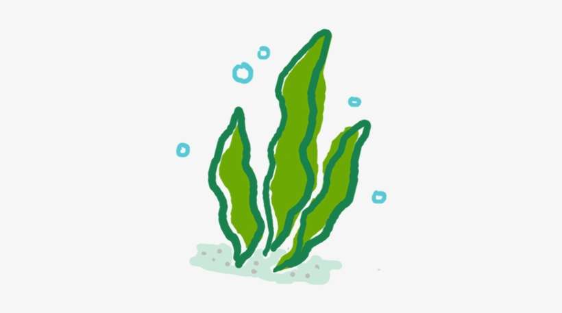 Seaweed PNG Image | Transparent PNG Free Download on SeekPNG