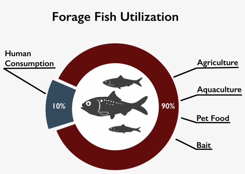This Effectively Makes Forage Fish The Only Species - Graphic Design ...