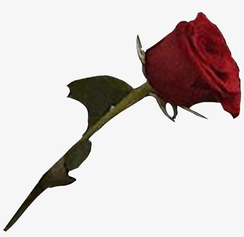 Áedpng They Make Moodboards Rose Blood Moon, Mood Boards, - Garden ...