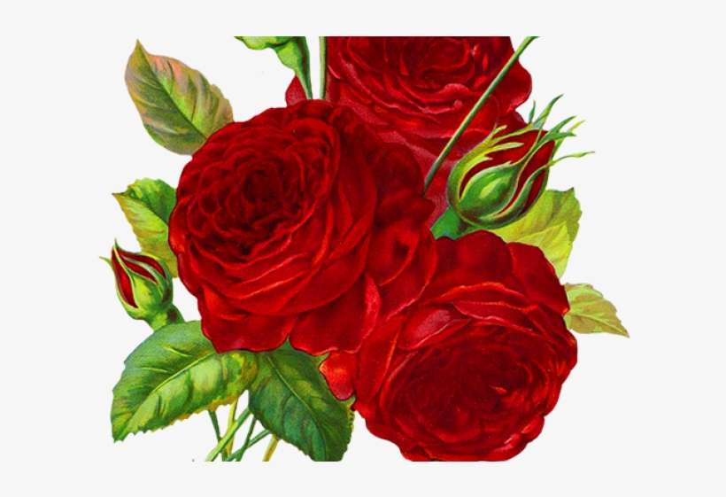Download Drawn Red Rose Art Hd - Red Drawing Of Roses | Transparent PNG ...