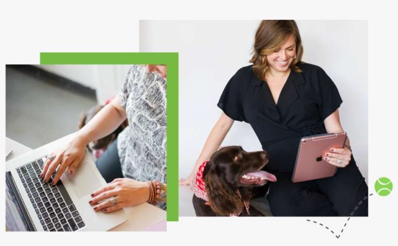 Process Header Mobile - German Shorthaired Pointer PNG Image ...