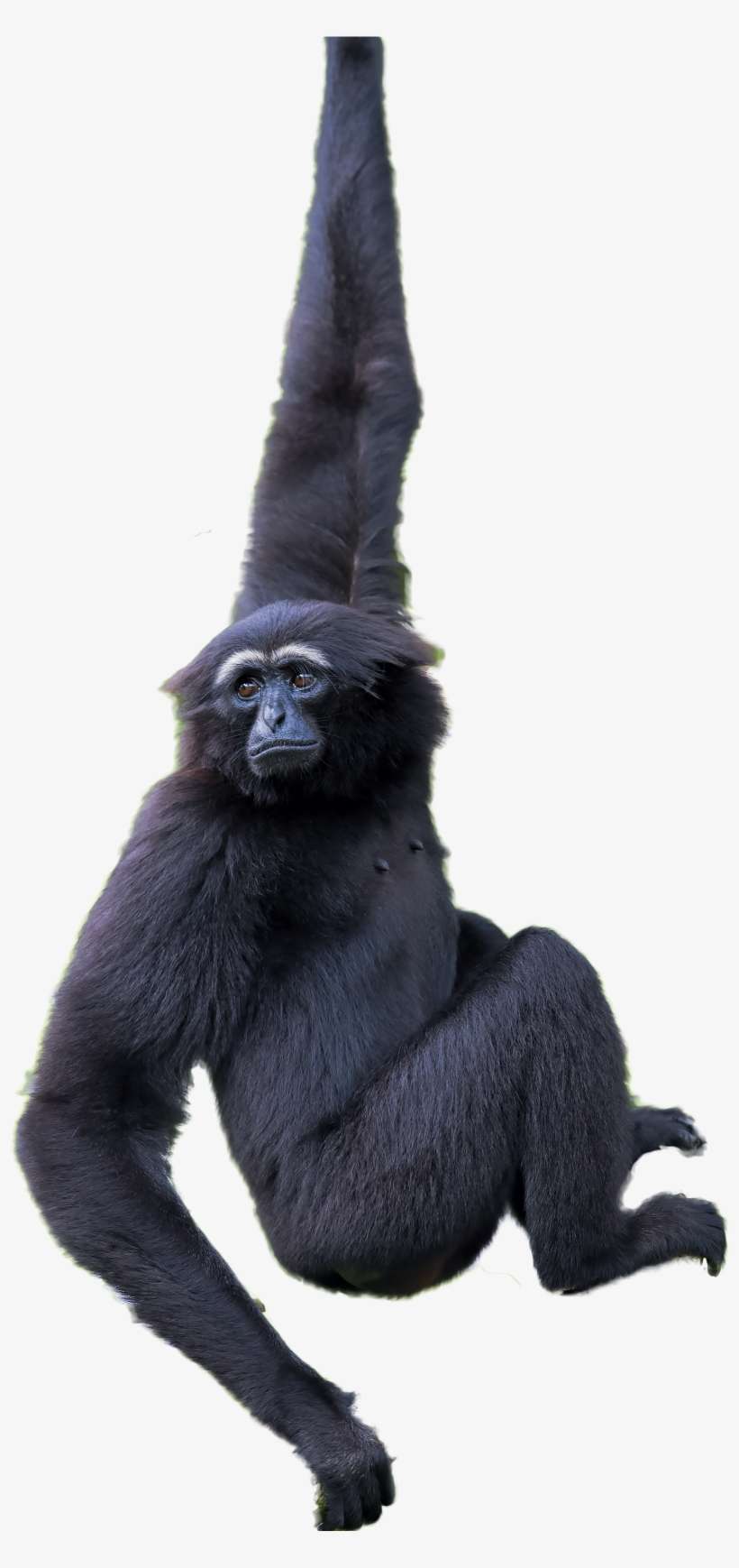 Monkey PNG Image | Transparent PNG Free Download on SeekPNG