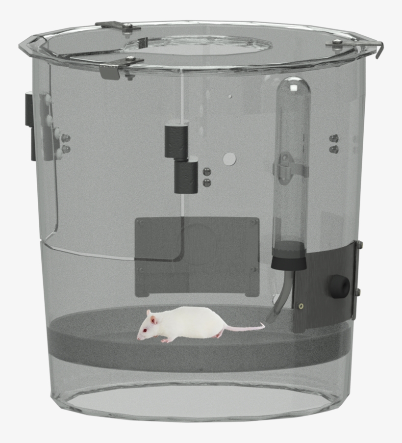 Mouse Animal Png PNG Image | Transparent PNG Free Download on SeekPNG
