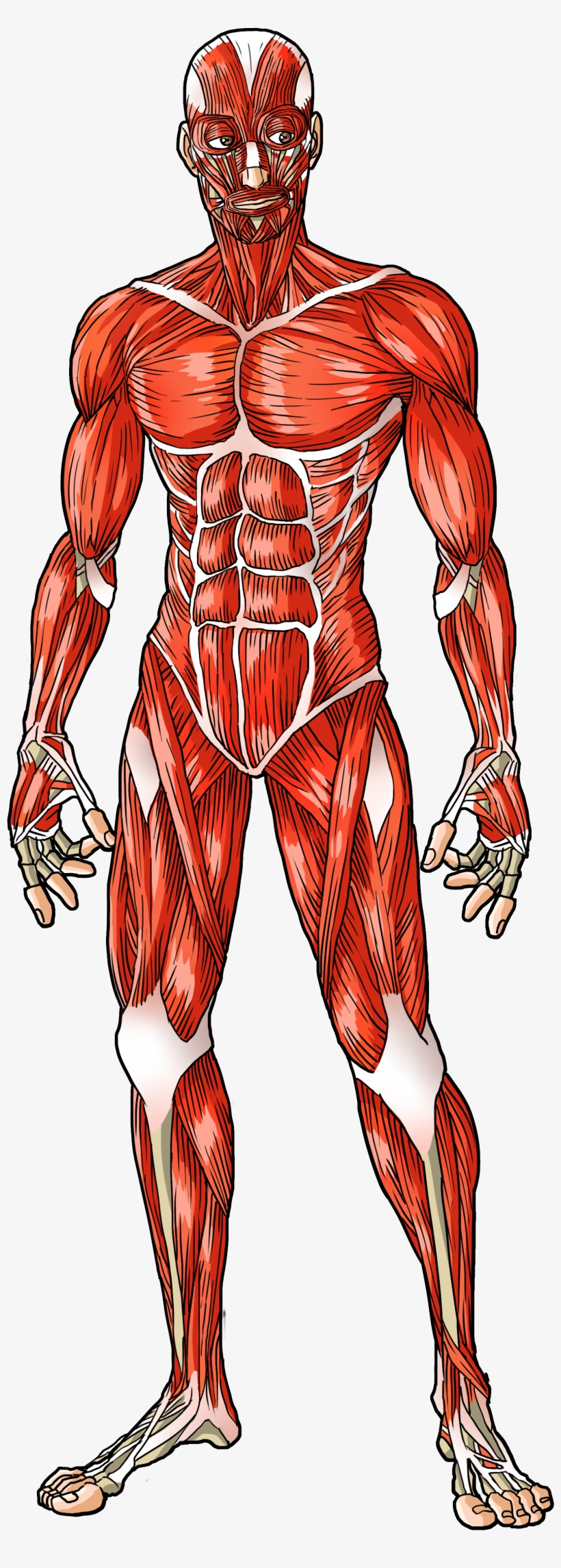 Male Muscular System - Illustration PNG Image | Transparent PNG Free ...